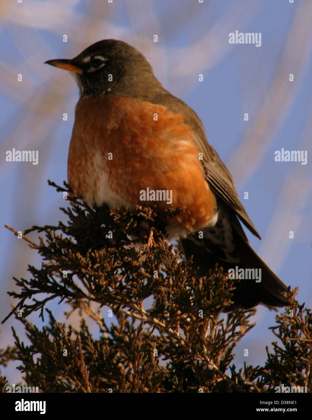 The Robin, a common bird species, is often seen in Badlands National ...