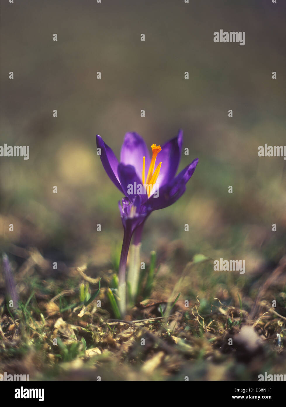 Saffron field hi-res stock photography and images - Alamy