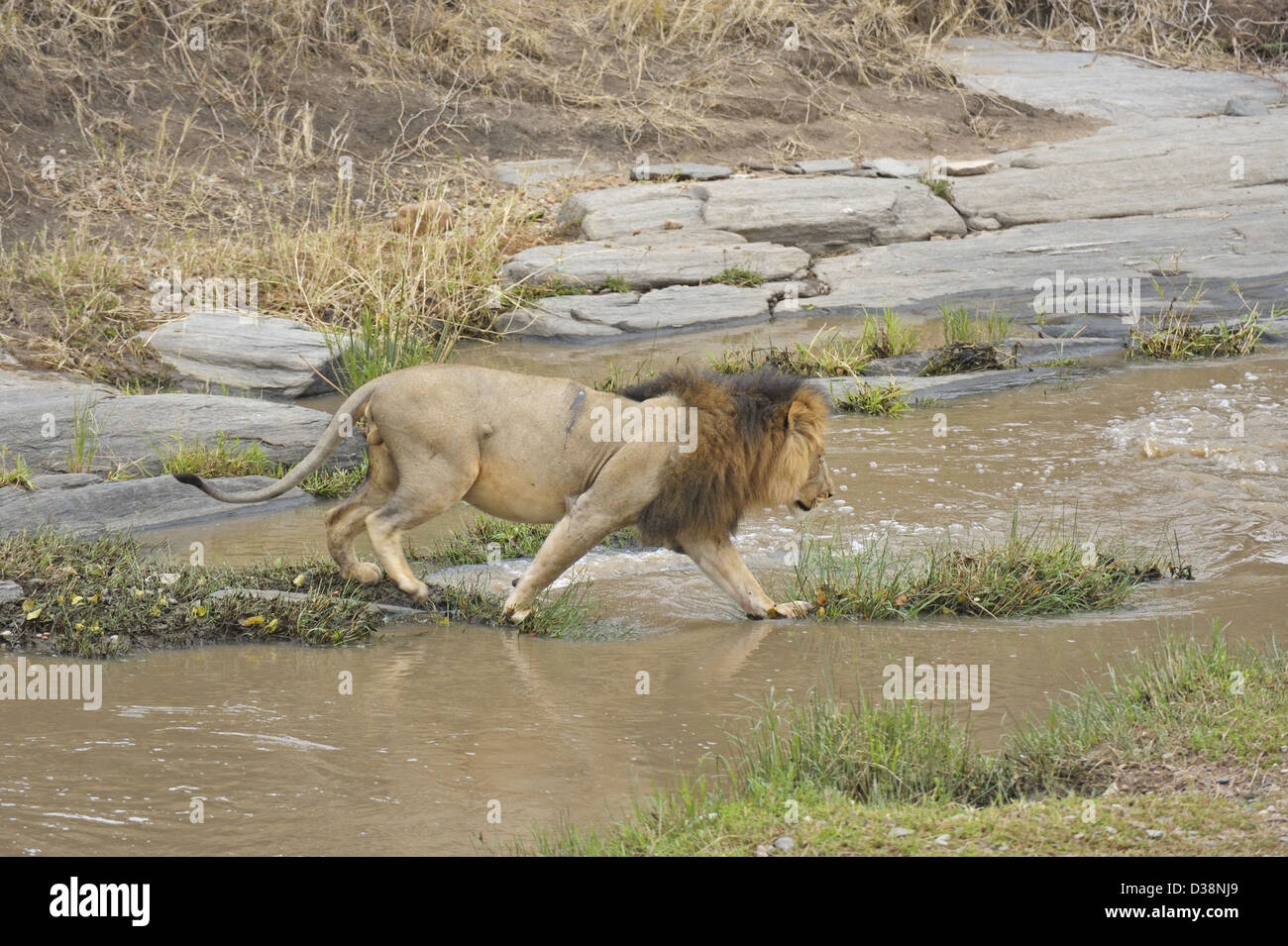 Male lion crossing the Talek river in the forests of Masai Mara, Kenya ...
