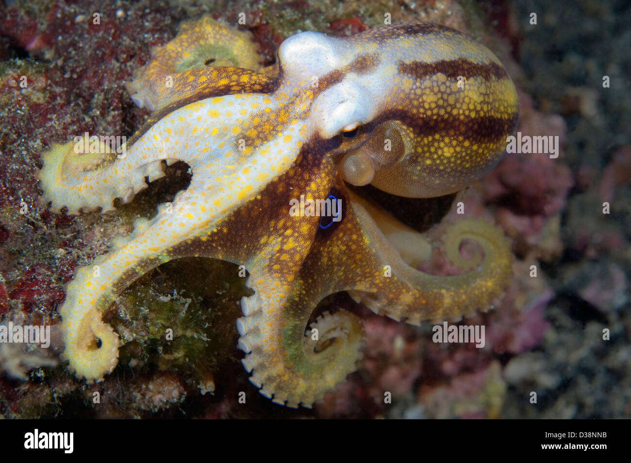 Octopus siphon hi-res stock photography and images - Alamy