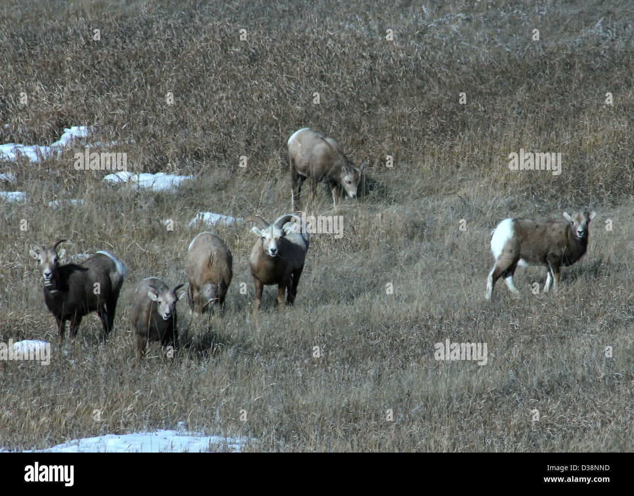 Bighorn sheep are commonly spotted in Badlands National Park in South ...