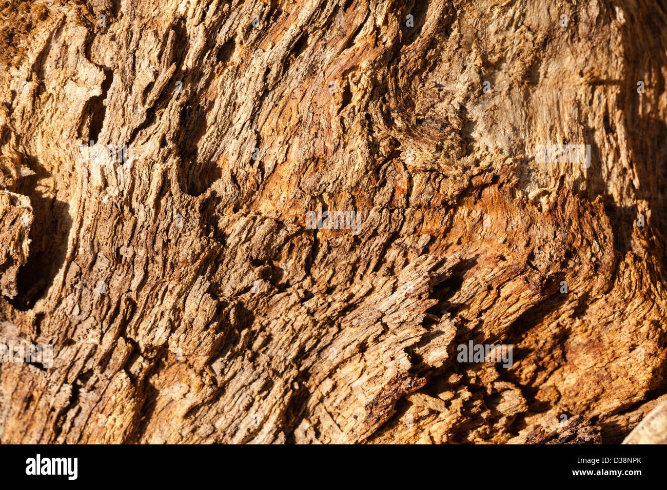 Patterns created on logs chopped in a log pile on Wimbledon Common ...