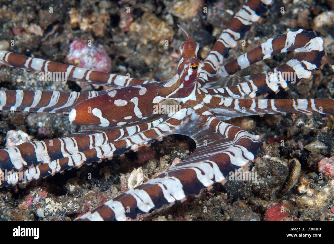 A Wonderpus Octopus in Lembeh Strait, North Sulawesi Stock Photo - Alamy