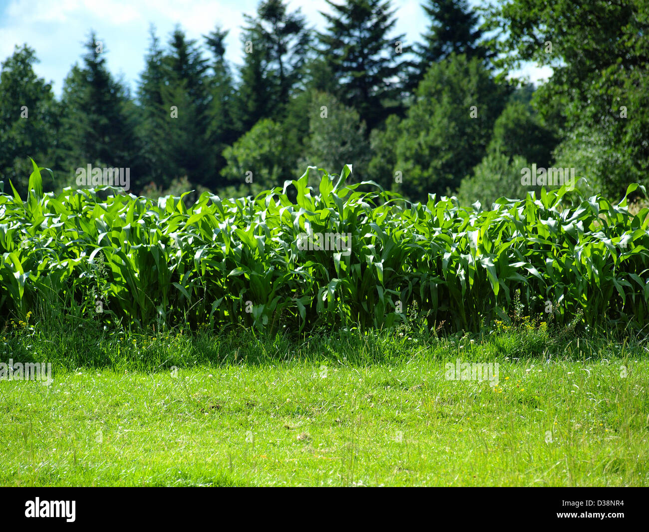 Organic field of corn / maize in southern Poland Stock Photo - Alamy