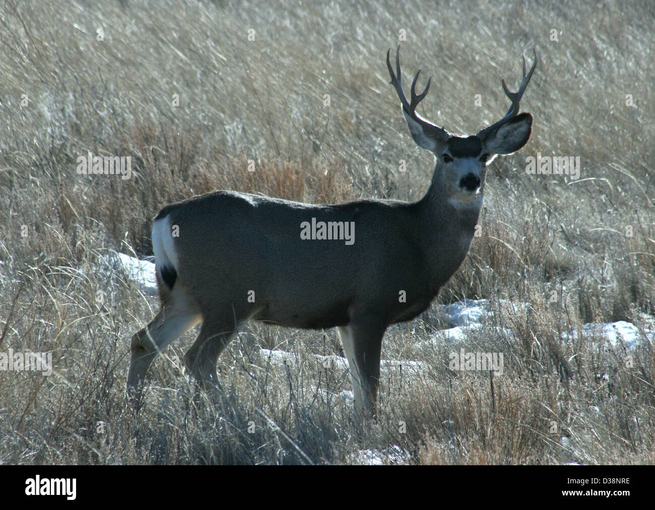 Mule deer are commonly found in Badlands National Park in South Dakota ...