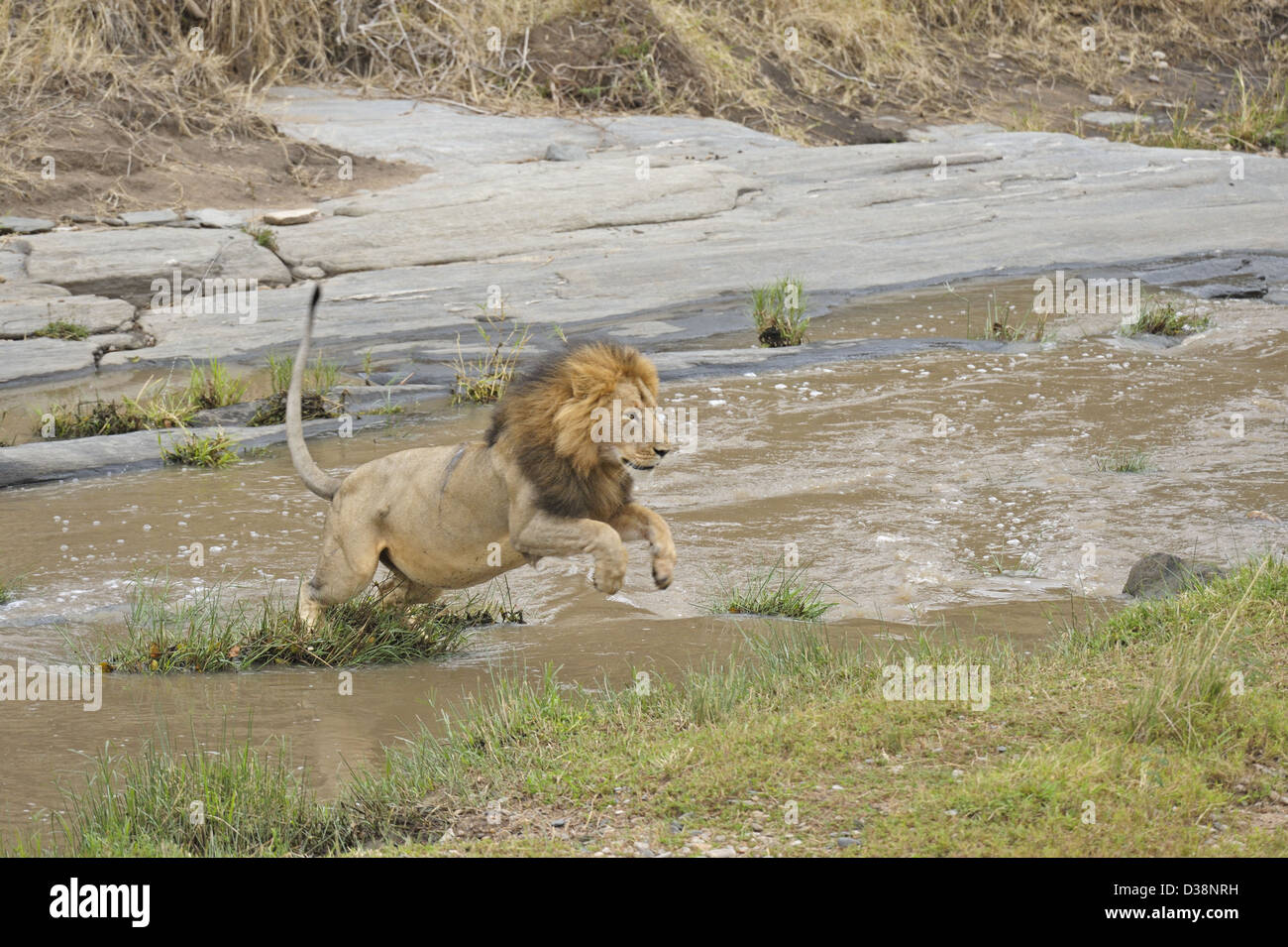 Male lion jumping across the Talek river in the forests of Masai Mara ...