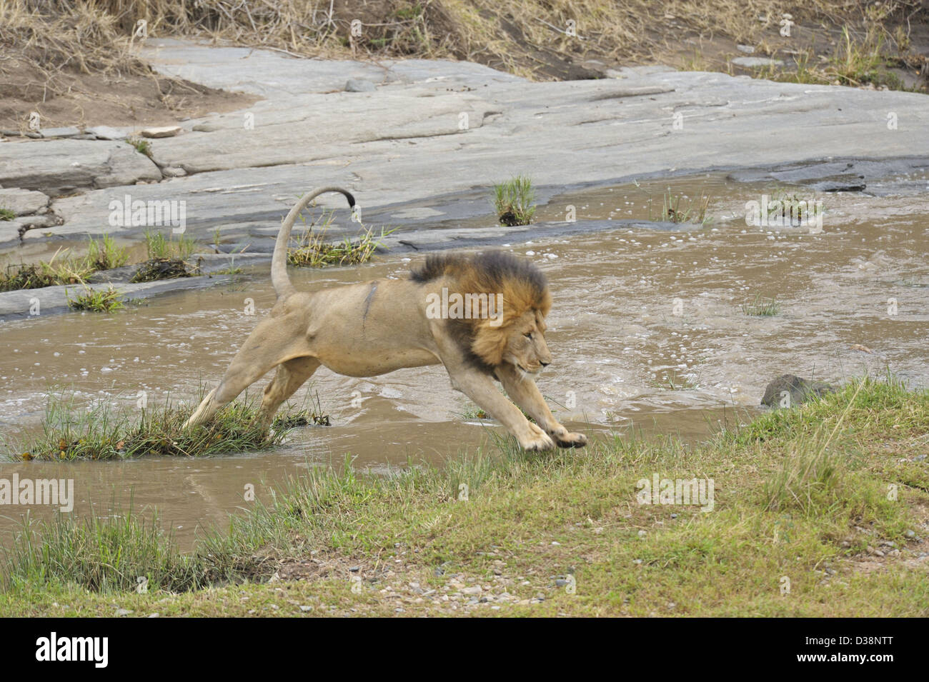 Jumping male lion hi-res stock photography and images - Alamy