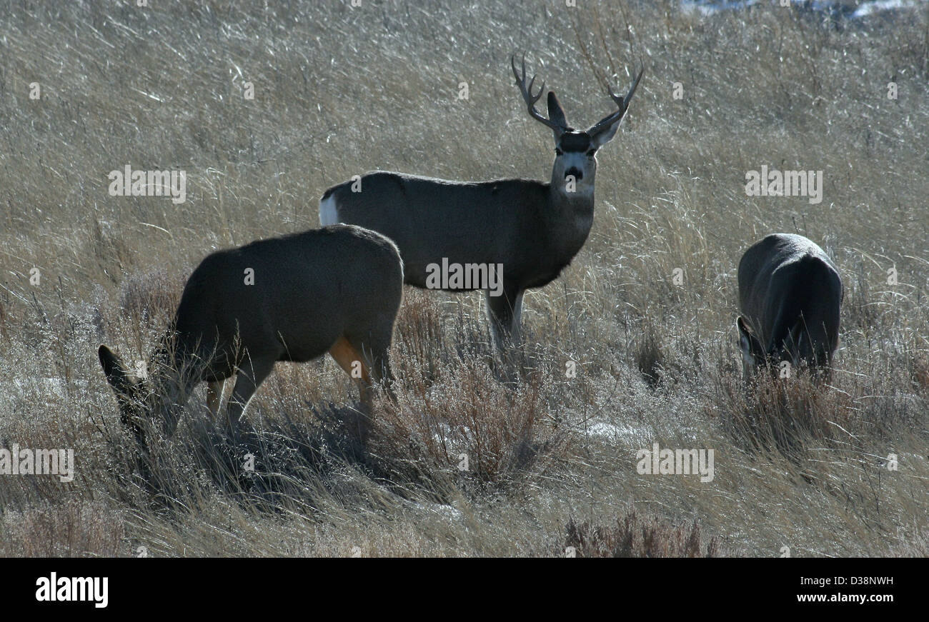 Mule Deer are a common sight in Badlands National Park, South Dakota ...