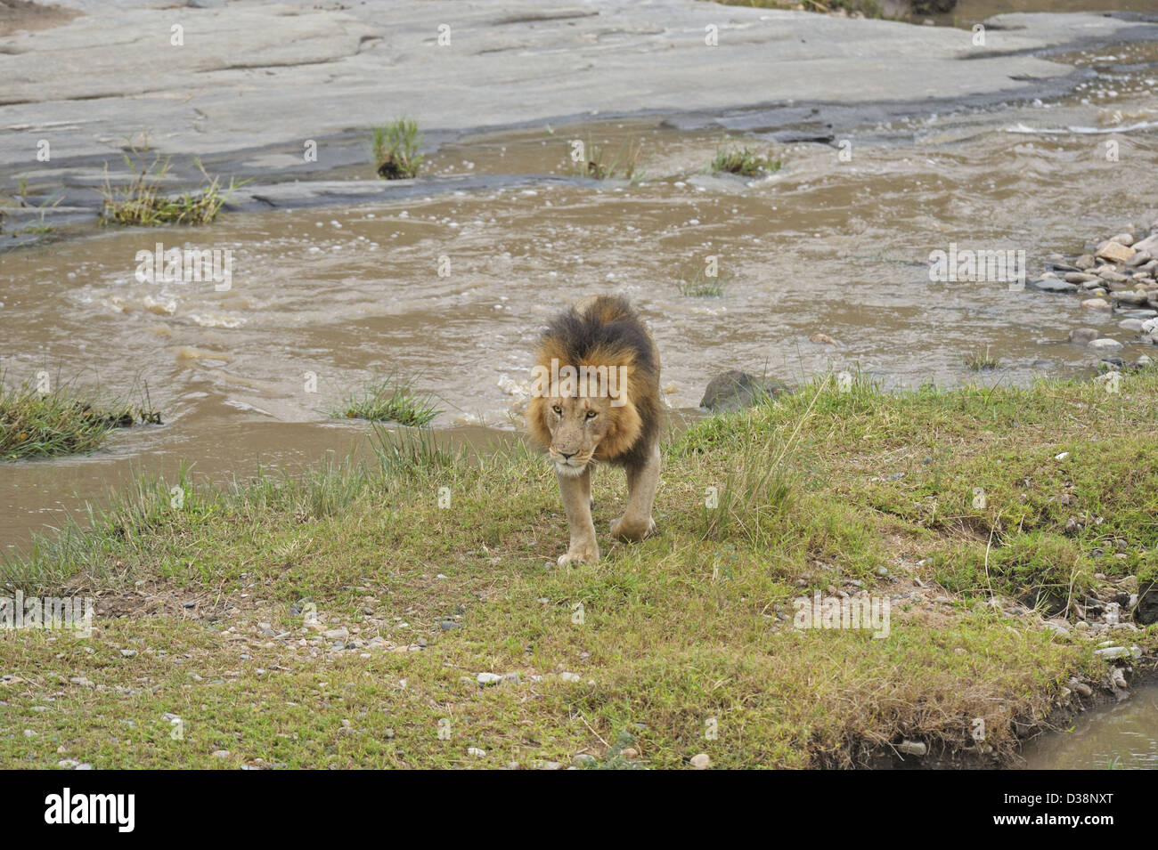 Talek river kenya masai mara hi-res stock photography and images - Alamy