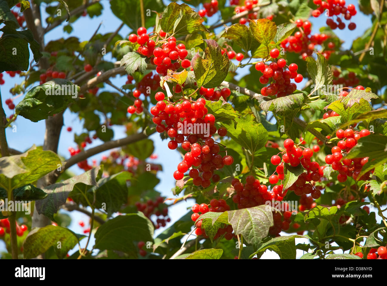 Berries a high cranberry are photographed close-up Stock Photo - Alamy