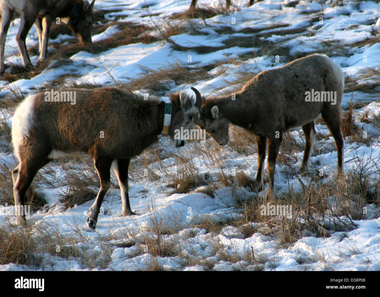Bighorn sheep are a prominent species in Badlands National Park ...