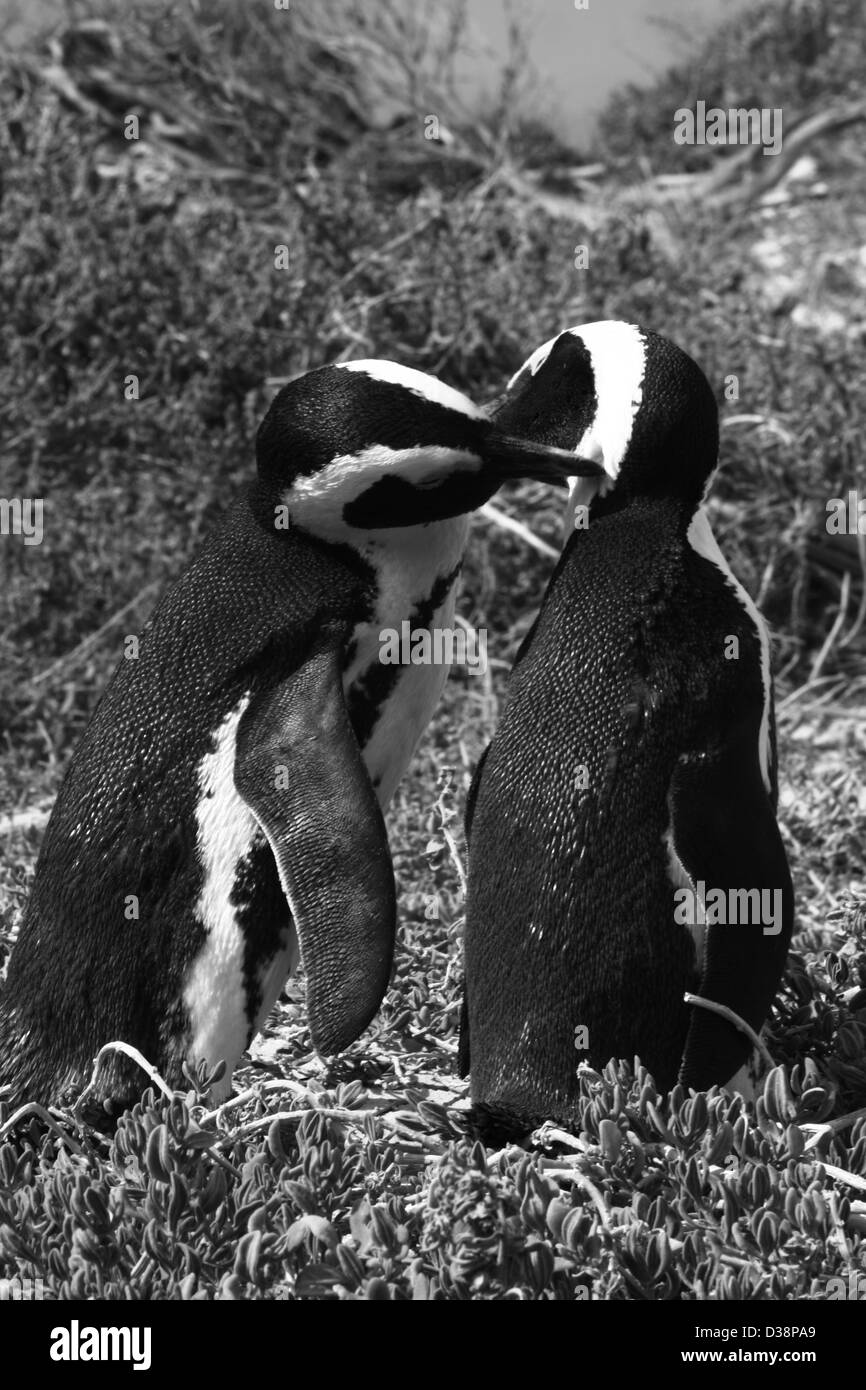 Wild companionship Black and White Stock Photos & Images - Alamy