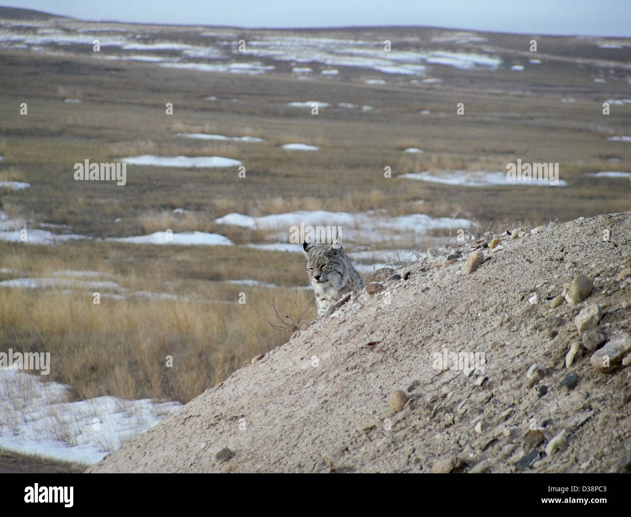 The Bobcat, a carnivorous mammal, inhabits the Badlands National Park ...