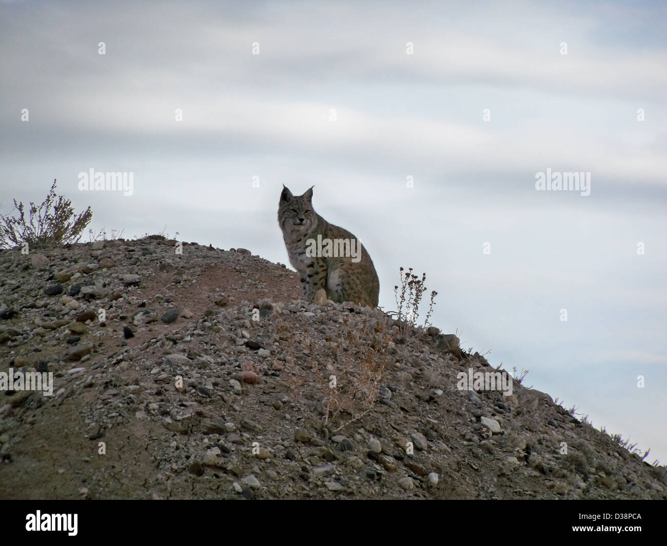 A bobcat, commonly spotted in Badlands National Park, South Dakota, is ...