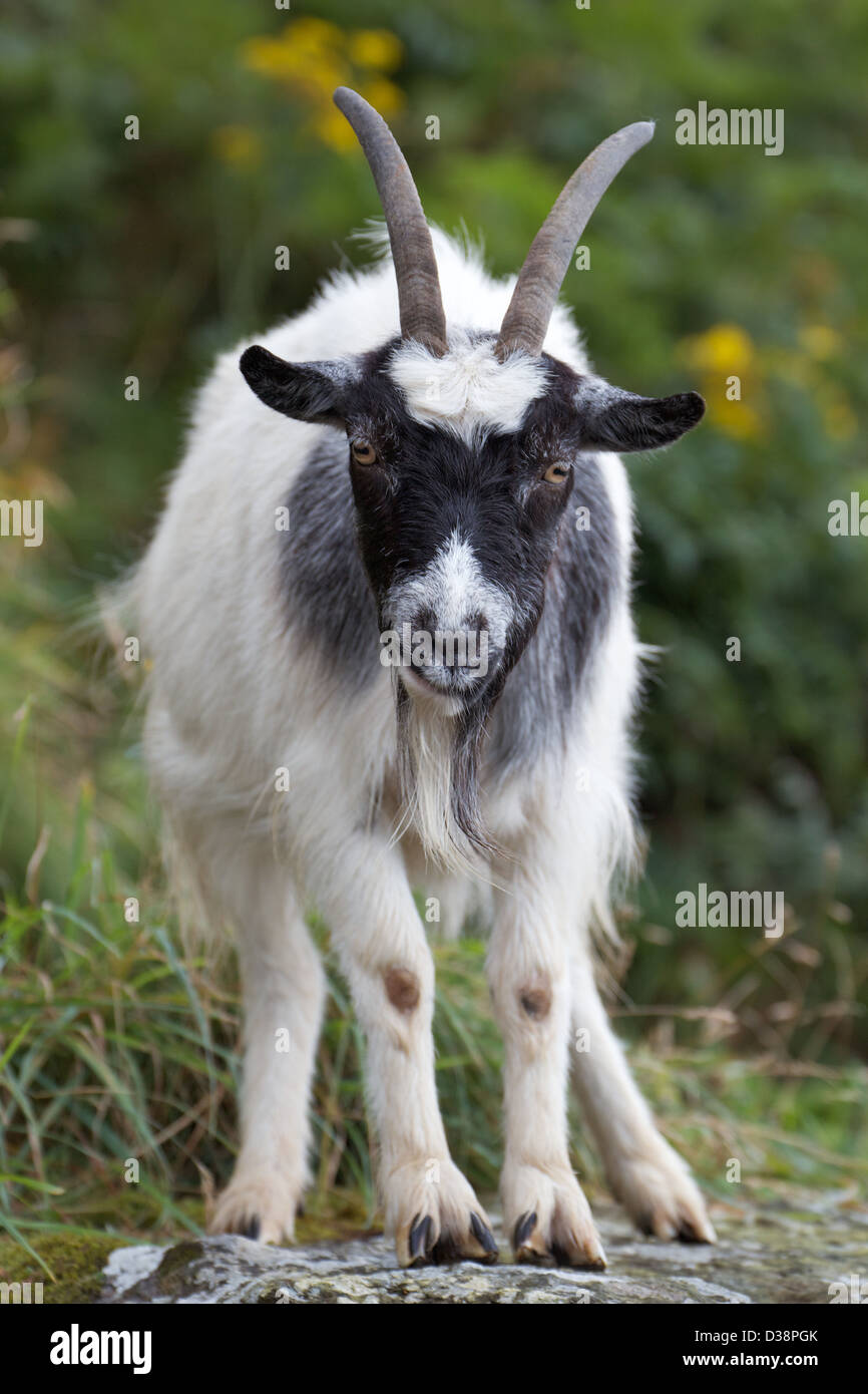 Exmoor tourism hi-res stock photography and images - Alamy