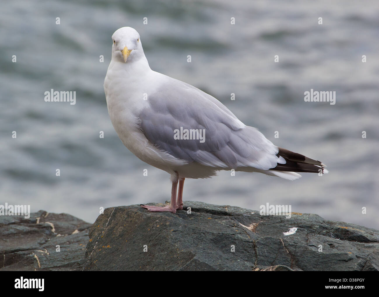 Seagull land hi-res stock photography and images - Alamy