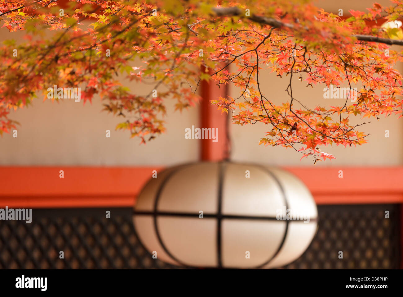 Japanese maple branch tree autumn colors and traditional temple lantern ...