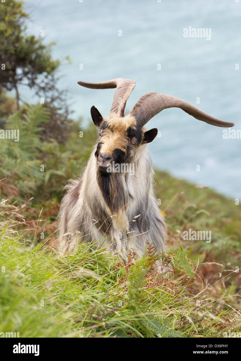 Lynton goat hi-res stock photography and images - Alamy