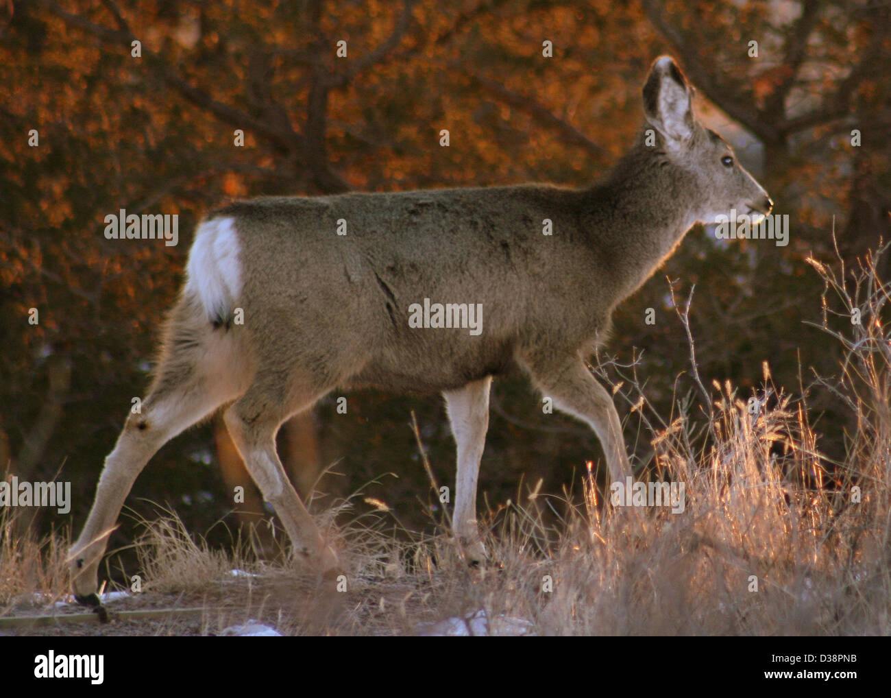 Mule deer are commonly spotted in Badlands National Park, South Dakota ...