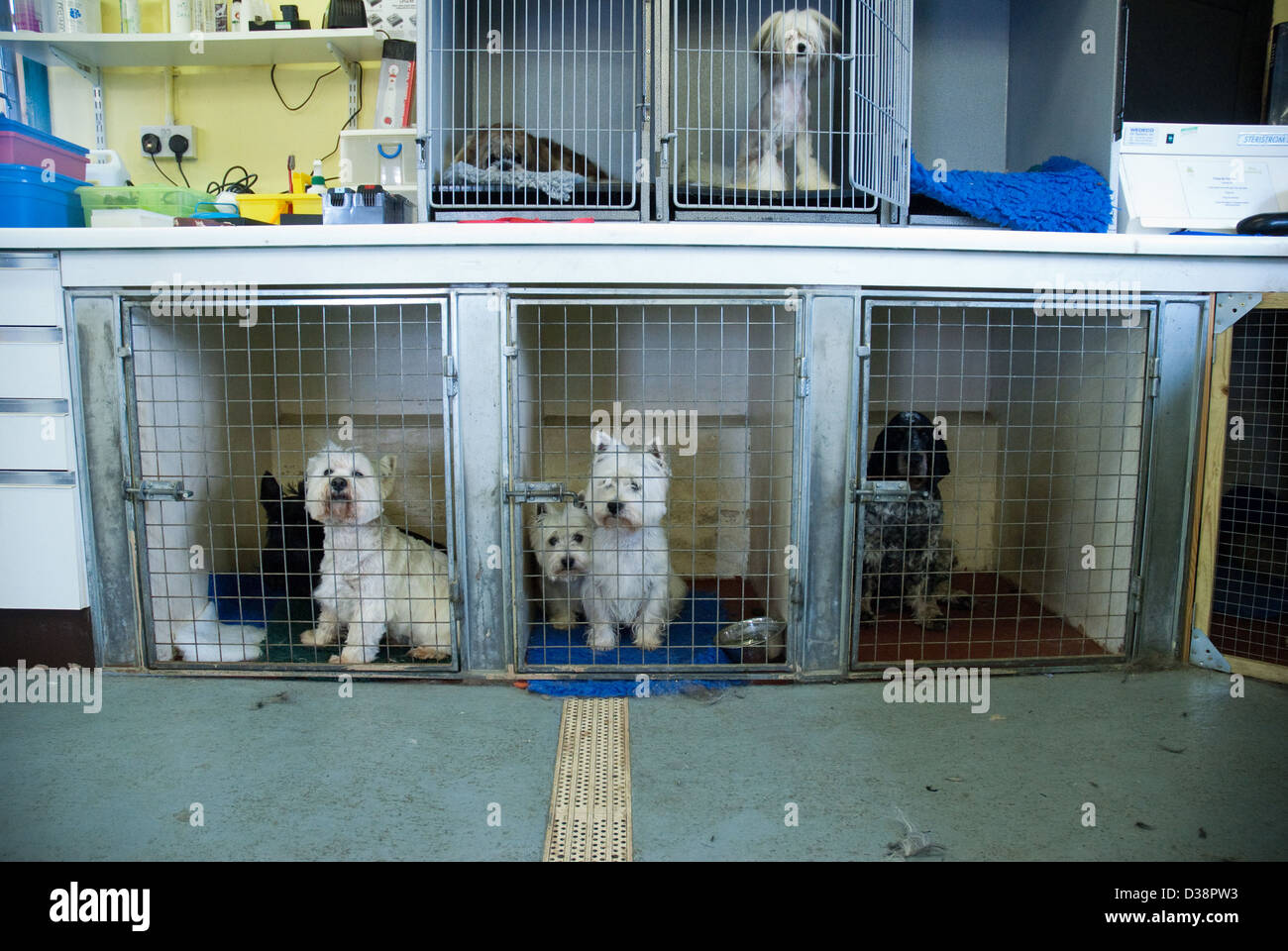 Dogs being groomed in a dog grooming parlour Stock Photo - Alamy