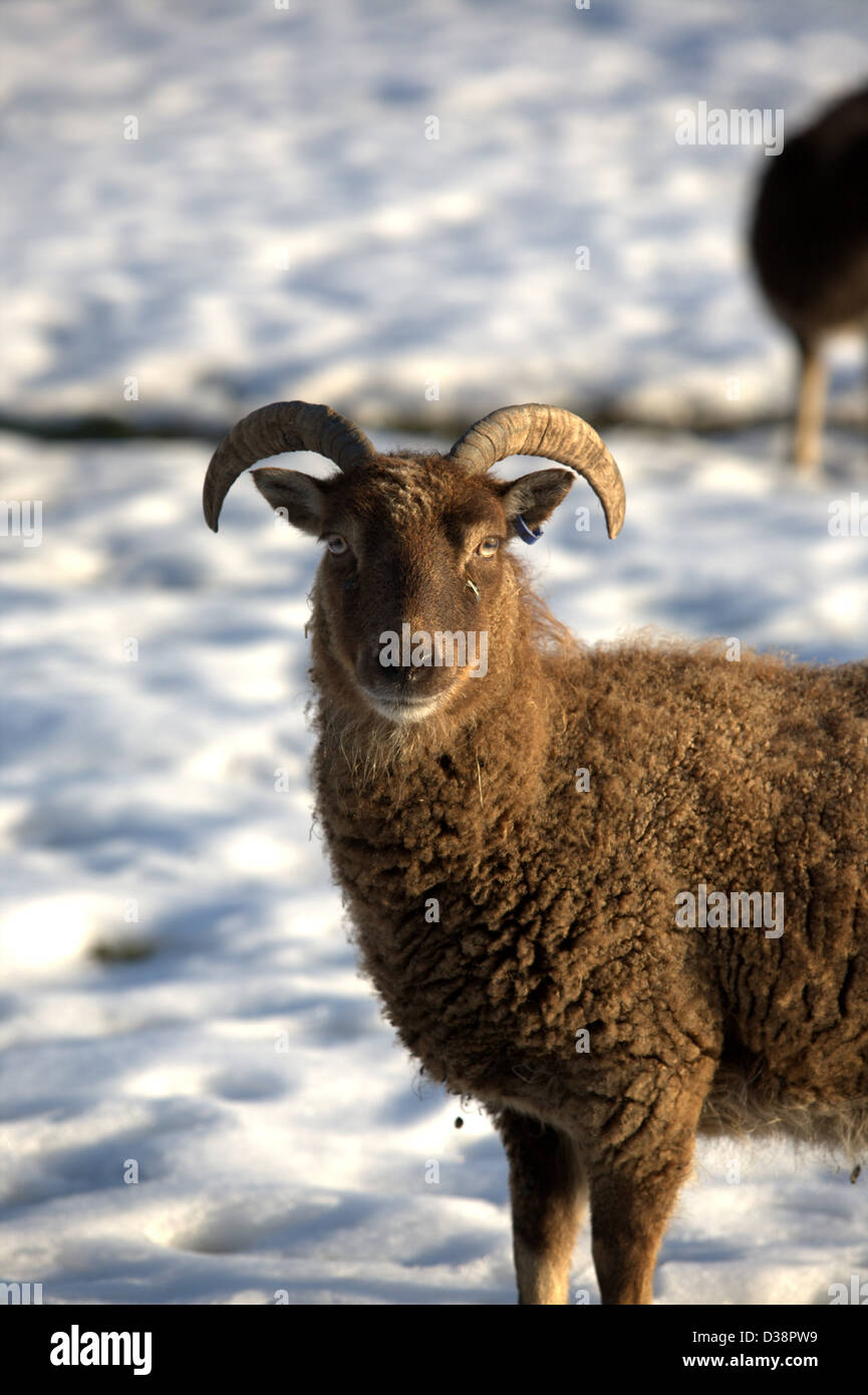 Ryedale Folk Museum , Hutton le Hole , North Yorkshire Stock Photo - Alamy