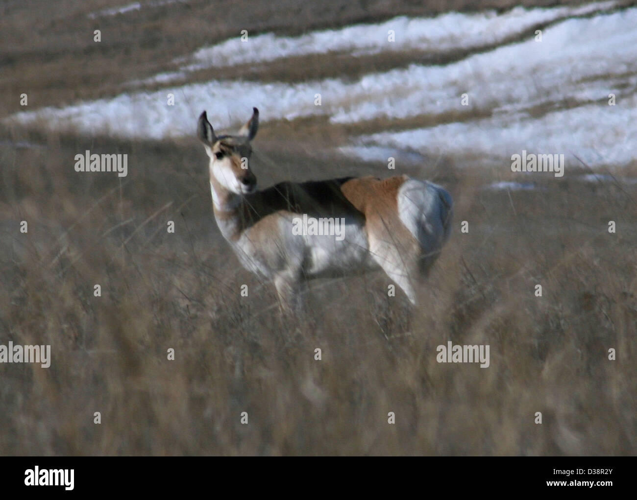 A pronghorn is seen in Badlands National Park, South Dakota. The park ...