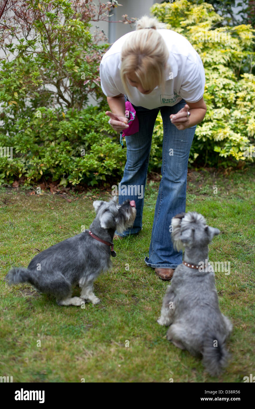 Dog obedience training Stock Photo - Alamy