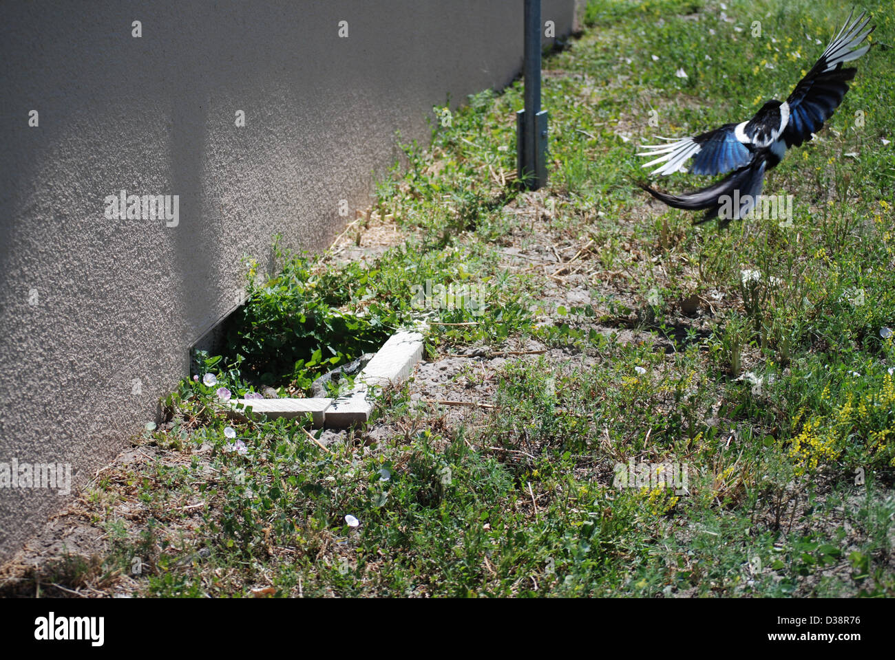 A bullsnake and magpie engage in a natural confrontation in Badlands ...