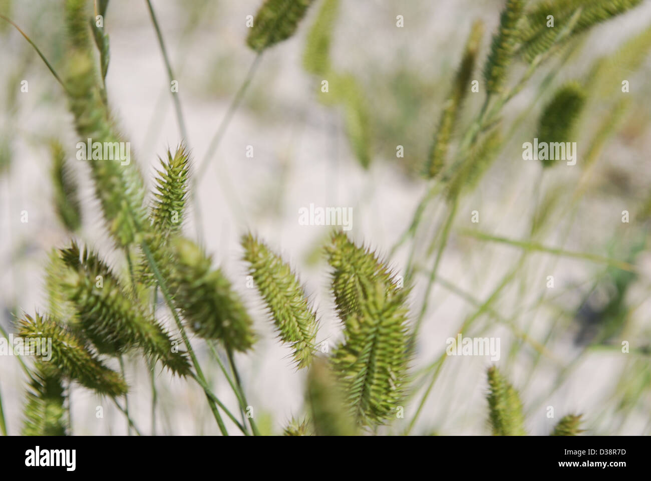 Crested wheatgrass hi-res stock photography and images - Alamy