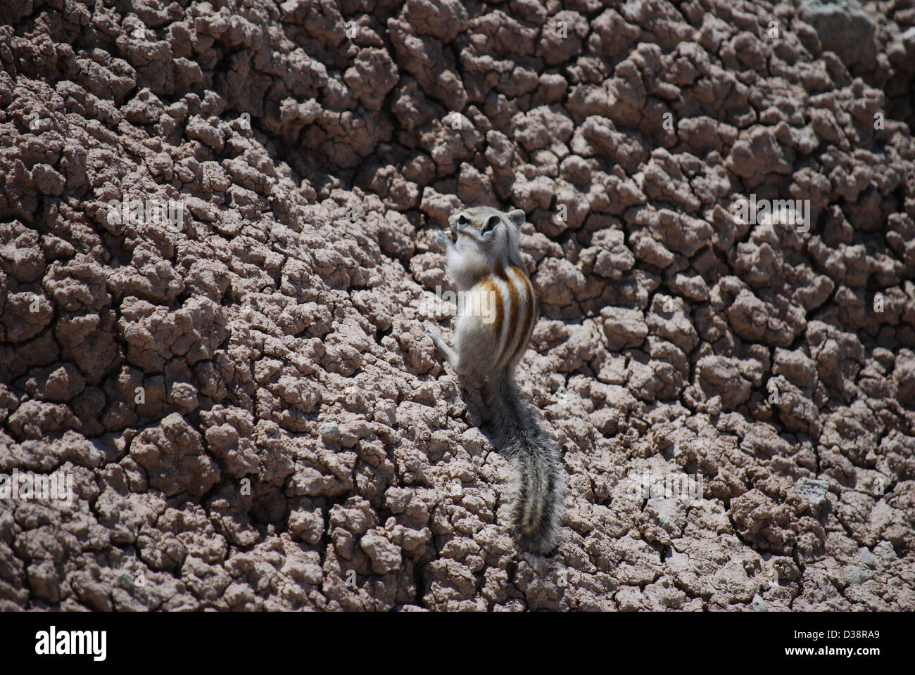 The Badlands Chipmunk, often seen in Badlands National Park, is a small ...