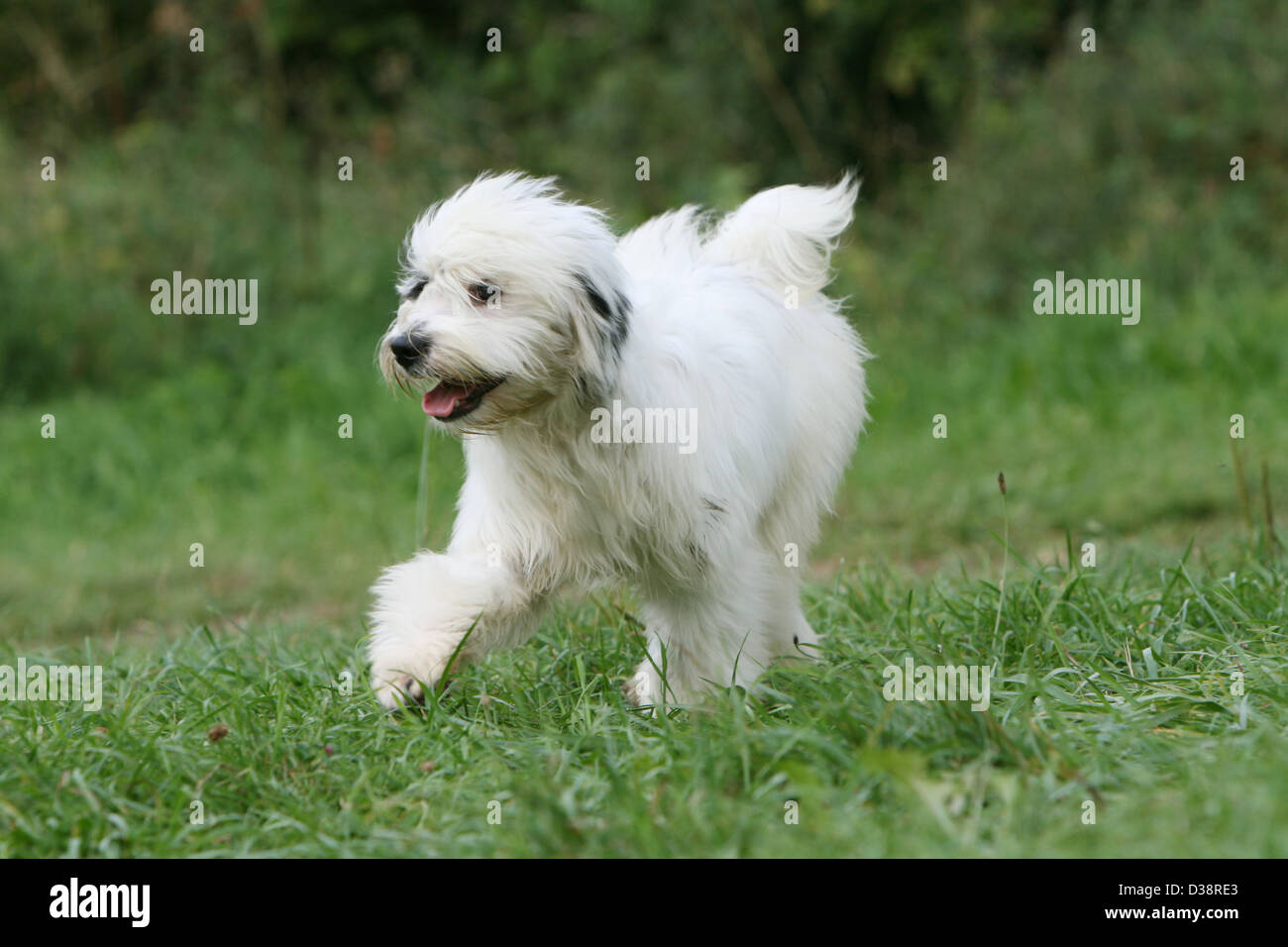 Dog Tibetan Terrier / Tsang Apso puppy walking in a meadow Stock Photo ...
