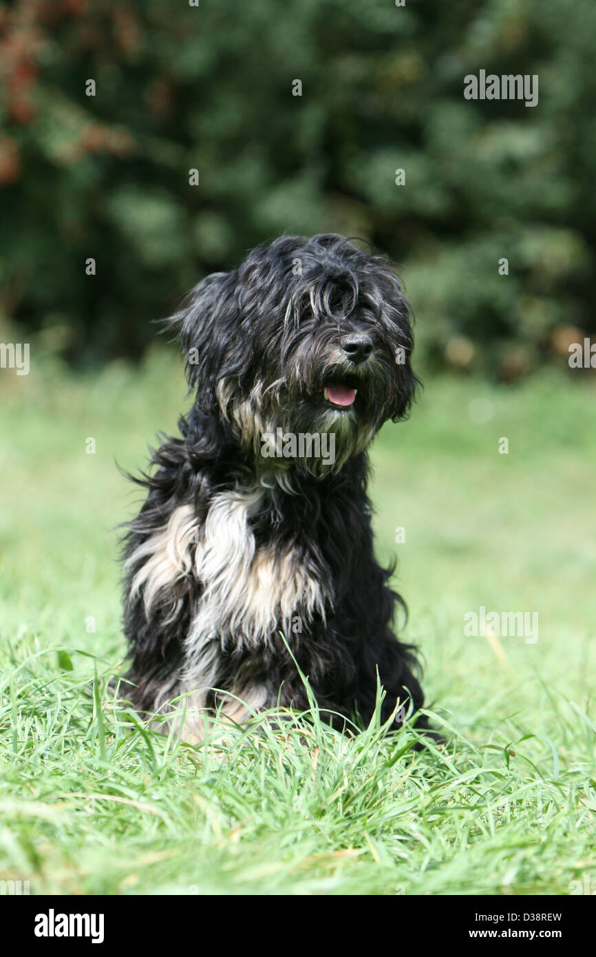 Dog Tibetan Terrier / Tsang Apso puppy sitting in a meadow Stock Photo ...