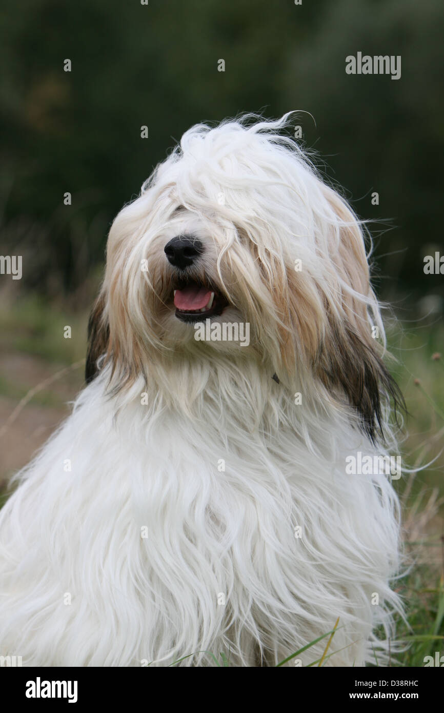 Dog Tibetan Terrier / Tsang Apso adult portrait Stock Photo - Alamy