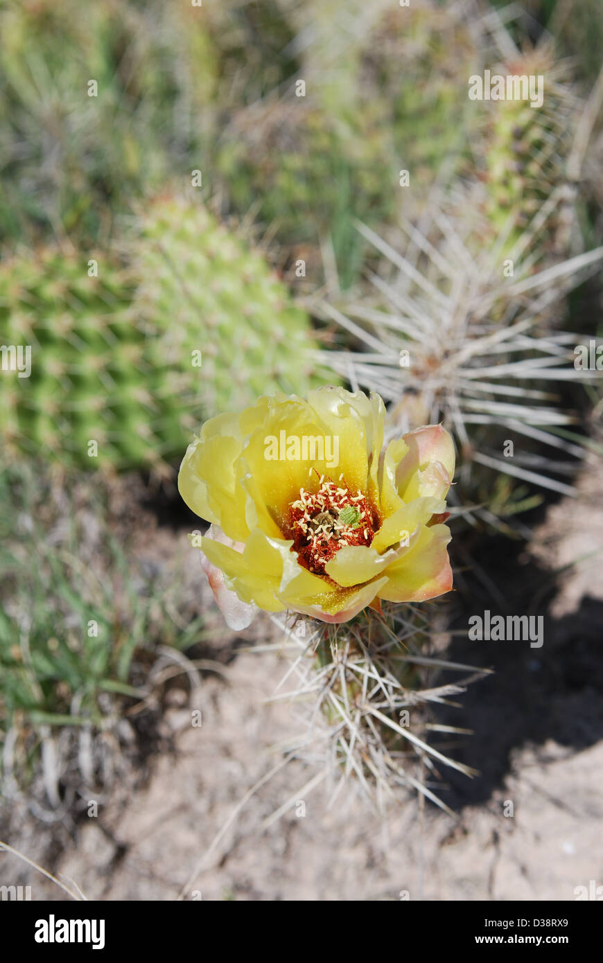 The Prickly Pear Cactus thrives in the unique landscape of Badlands ...