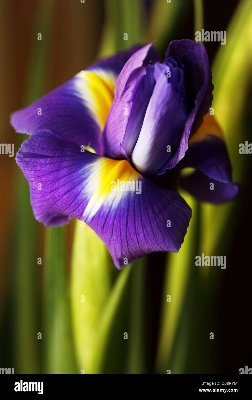 Flower of an iris on a dim background Stock Photo - Alamy