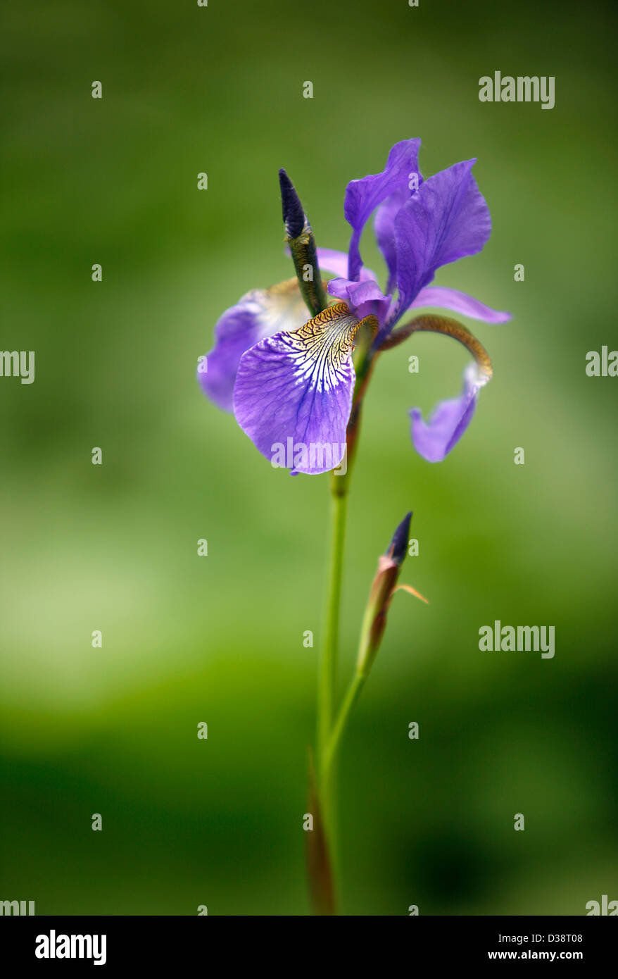 Wild Iris on a green dim background Stock Photo - Alamy