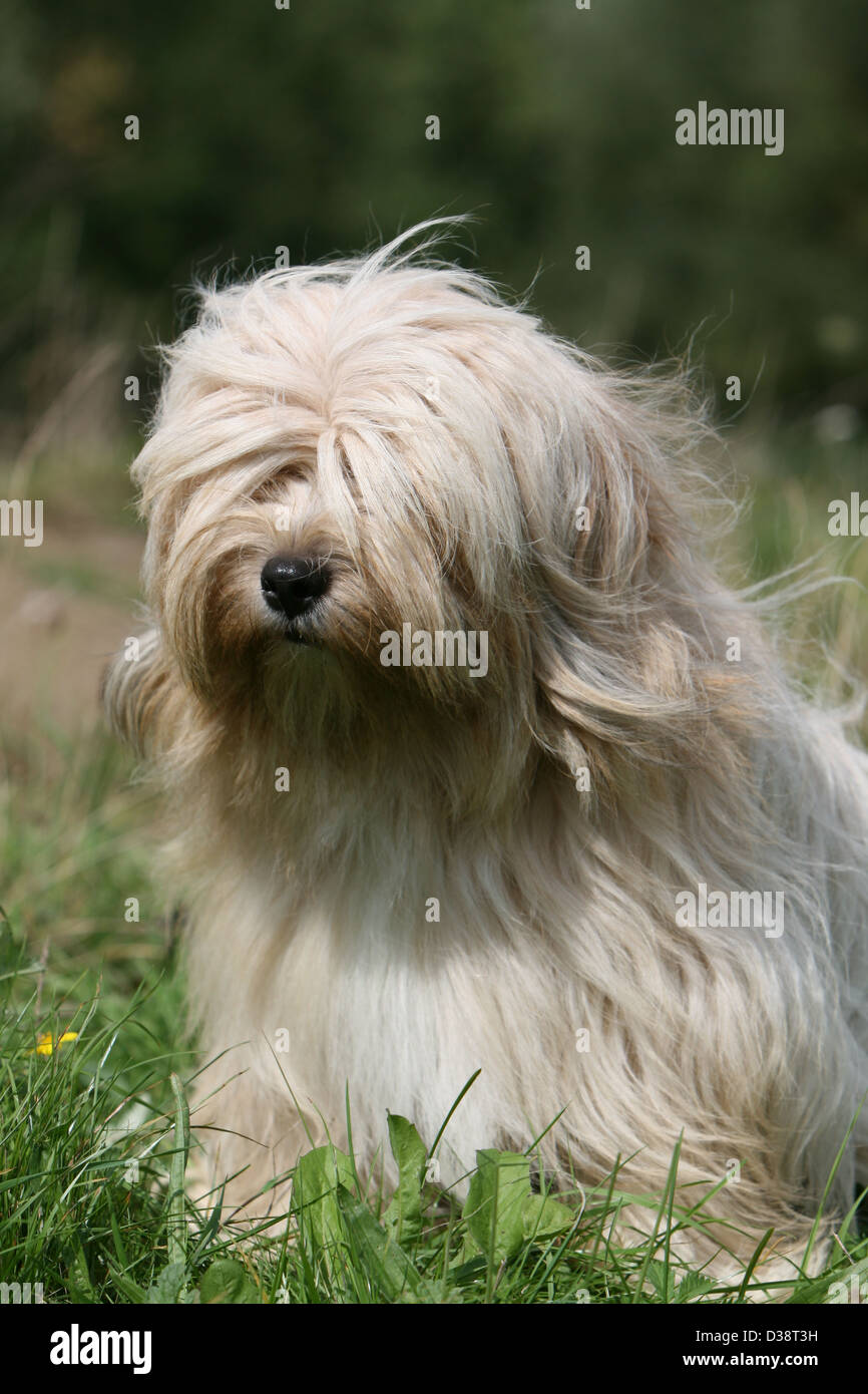 Dog Tibetan Terrier / Tsang Apso adult portrait Stock Photo - Alamy