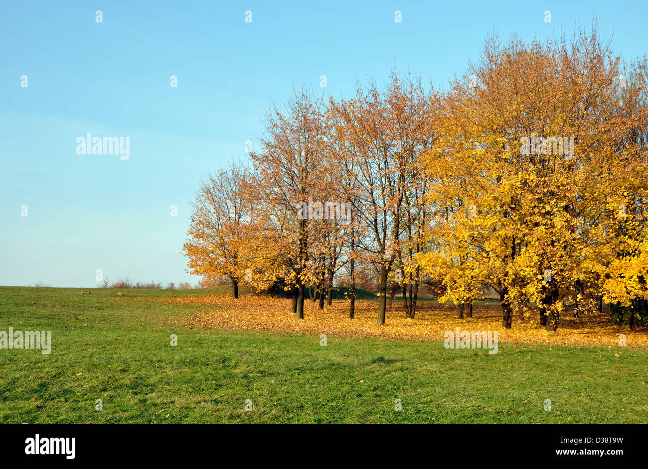 Autumn scene. Tress with yellow leaves in a small wood and green grass ...