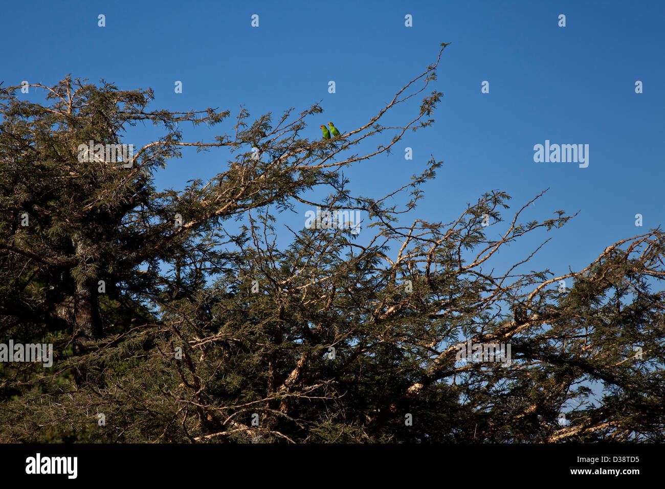 Abyssinian lovebirds hi-res stock photography and images - Alamy