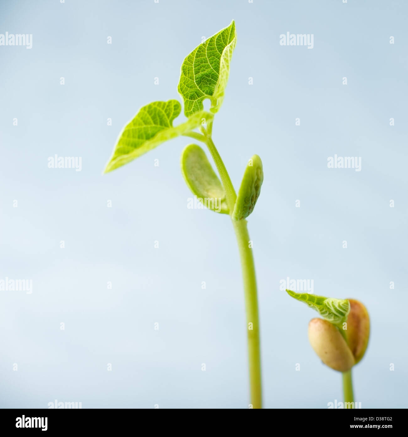 Two bean seedlings Stock Photo - Alamy