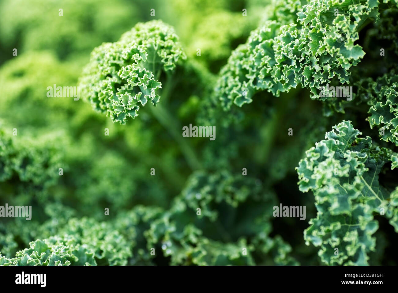 Curly leaved kale hi-res stock photography and images - Alamy