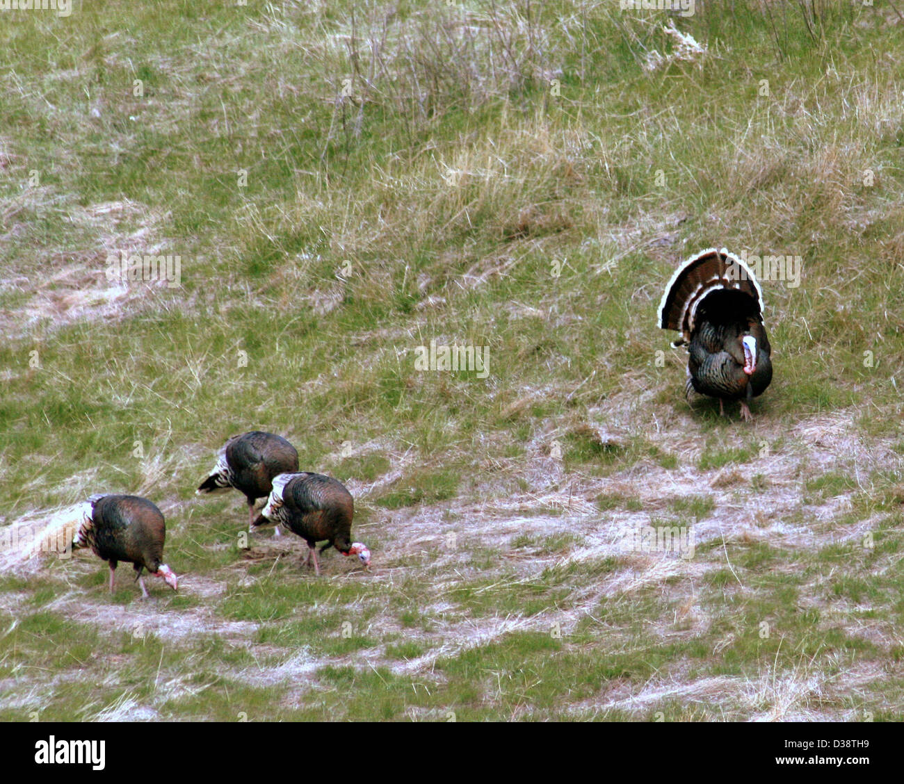 Wild turkeys are commonly spotted in Badlands National Park in South ...