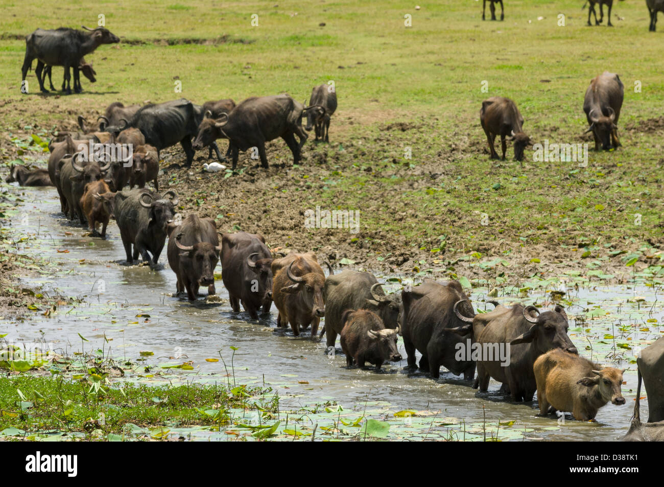 Line of water buffalo (Bubalus bubalis) walking through a swamp, near ...