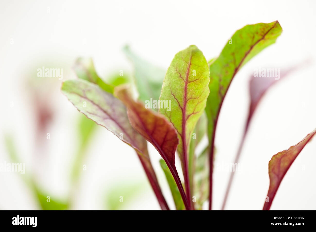 Young common beet plant Stock Photo - Alamy