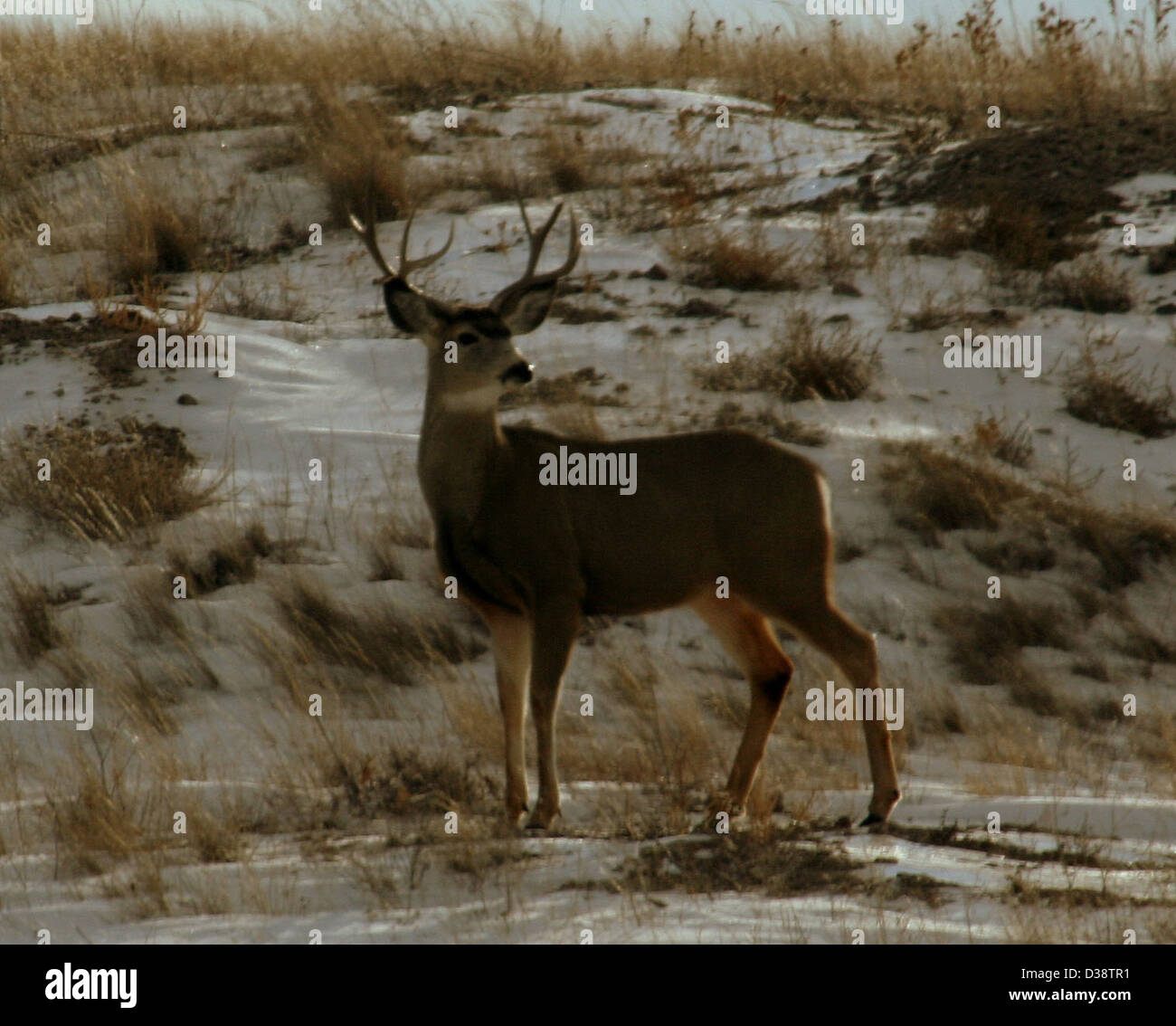 Mule deer are commonly found in Badlands National Park, South Dakota ...