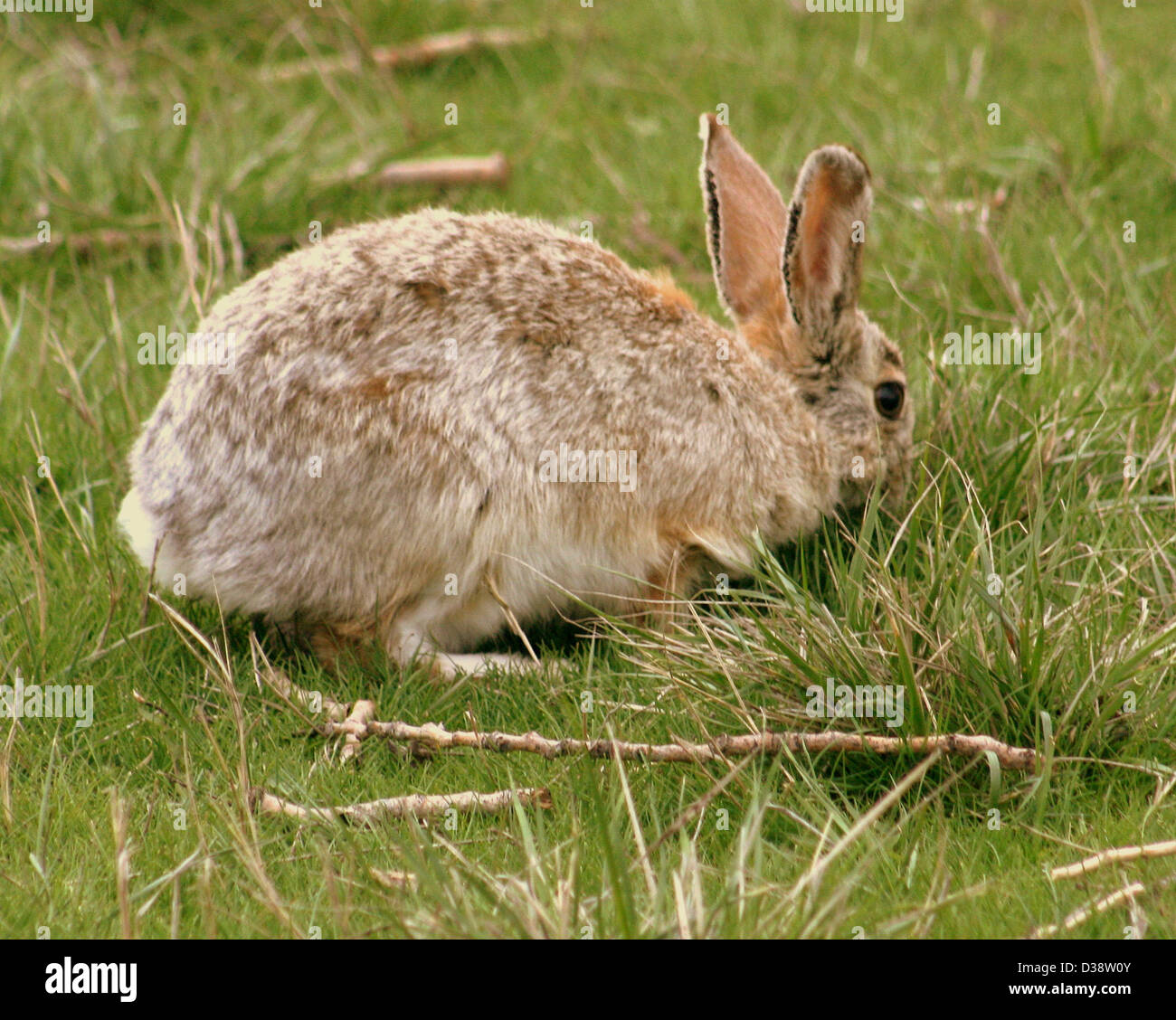 The cotton-tail rabbit is a common sight in Badlands National Park ...