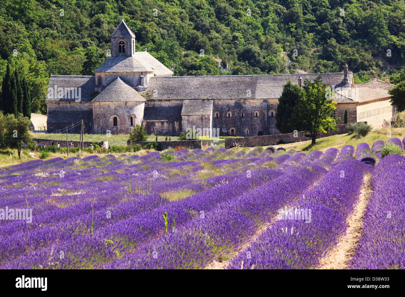 Summer day at senanque hi-res stock photography and images - Alamy