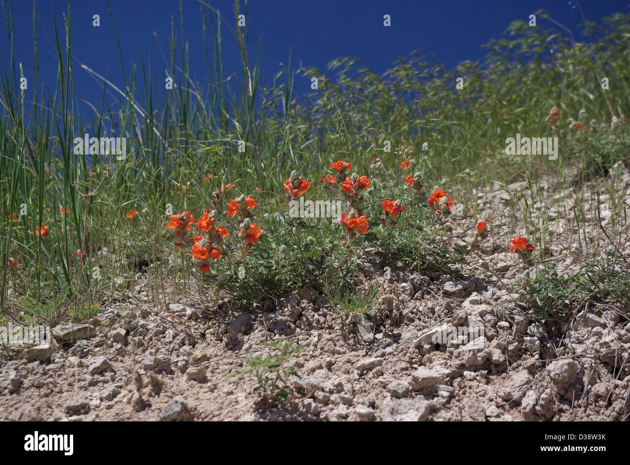 Scarlet globemallow hi-res stock photography and images - Alamy