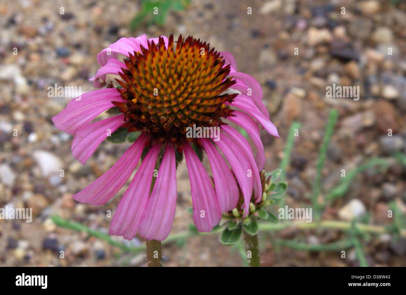 The purple prairie coneflower, native to North America, thrives in ...