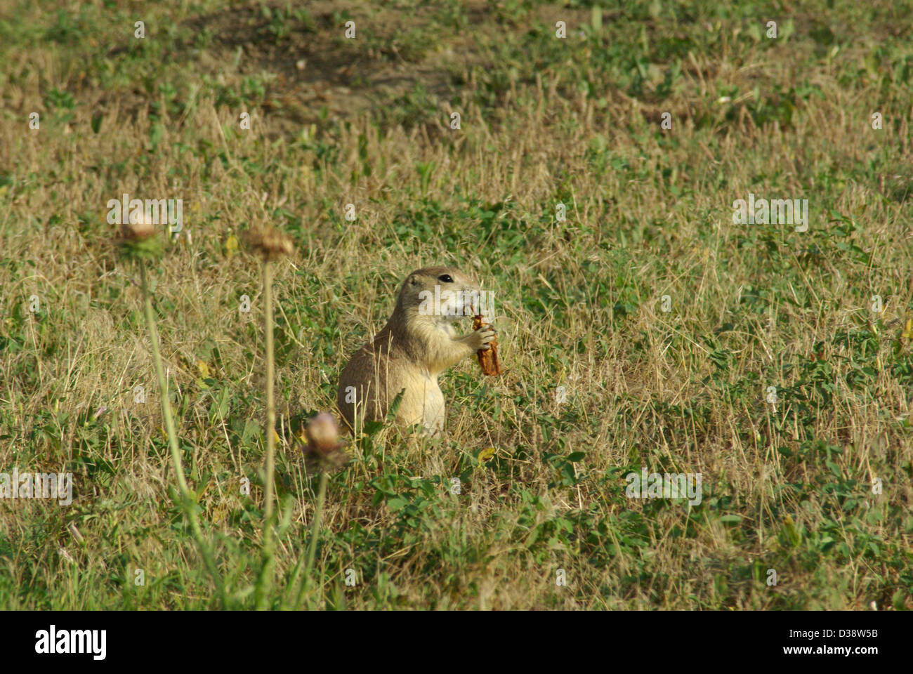 Prairie dogs in badlands hi-res stock photography and images - Alamy